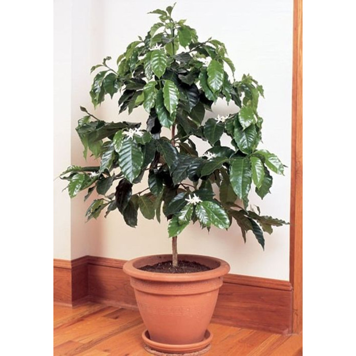 Coffea Arabica kávécserje